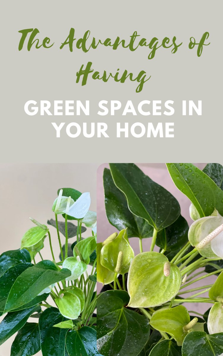 The Advantages of Having Green Spaces in Your Home – Ana Hana Flower